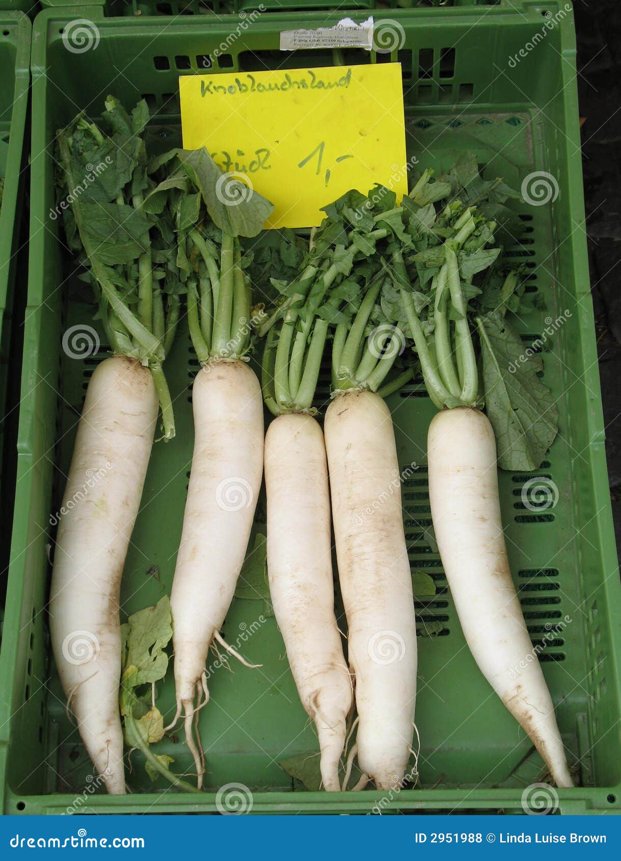 Ravanelli bianchi fotografia stock. Immagine di verdure - 2951988