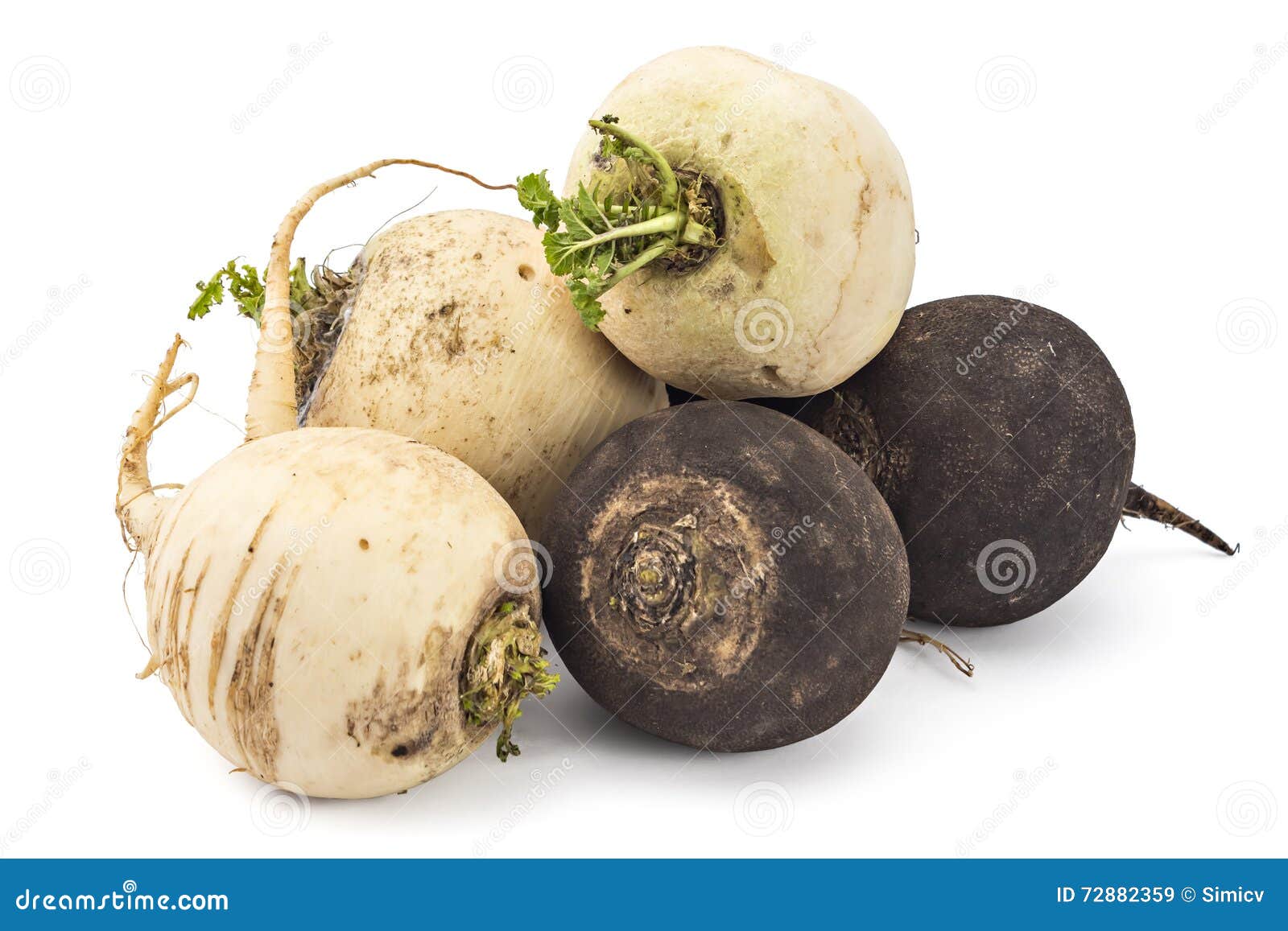 Ravanelli in bianco e nero immagine stock. Immagine di cucina - 72882359