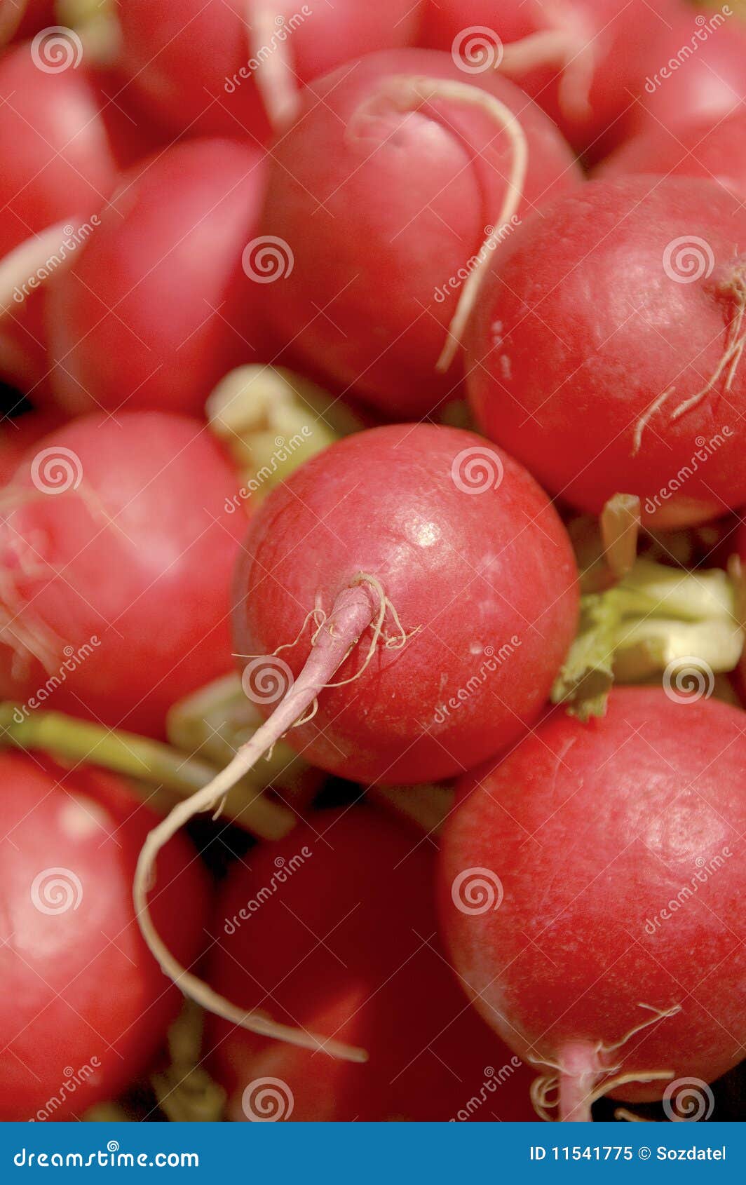 Ravanello immagine stock. Immagine di rosa, isolato, sano - 11541775