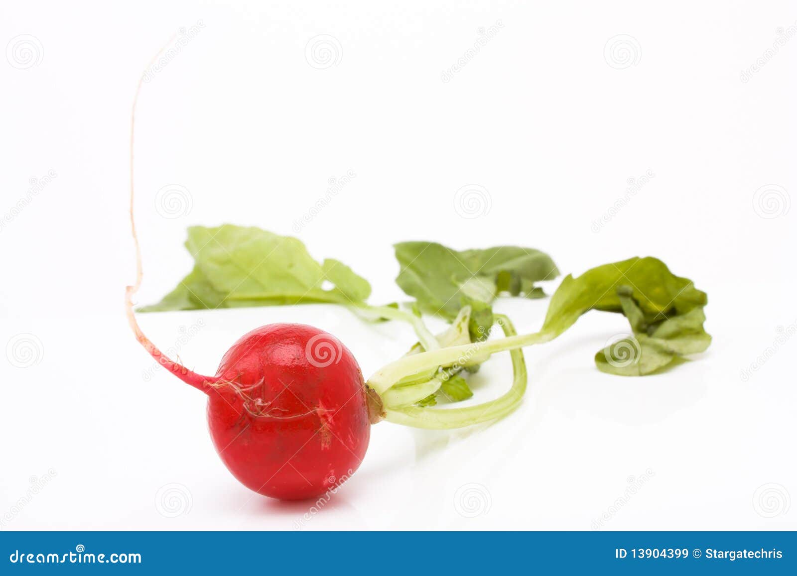 Ravanello immagine stock. Immagine di ingrediente, grezzo - 13904399