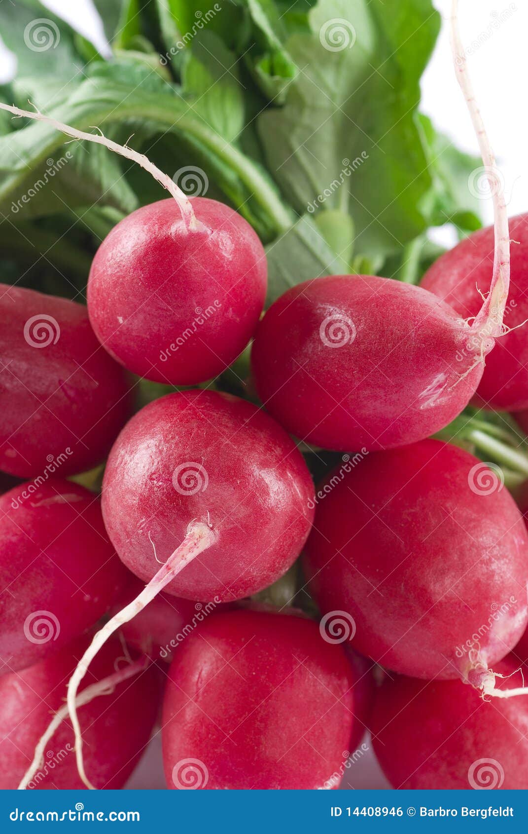 Ravanello fotografia stock. Immagine di ravanello, mazzo - 14408946
