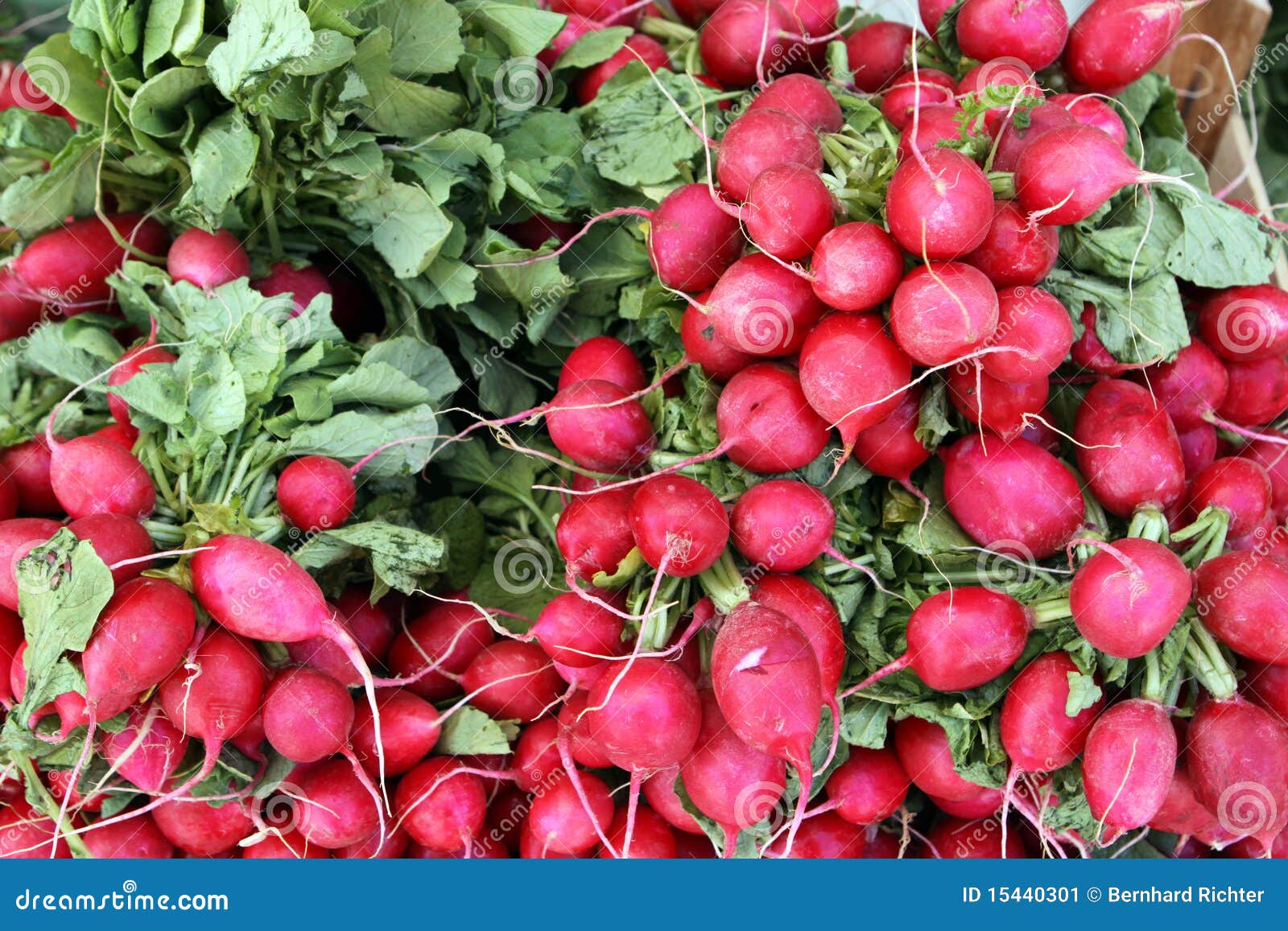 Ravanello immagine stock. Immagine di agricoltura, coltivatore - 15440301