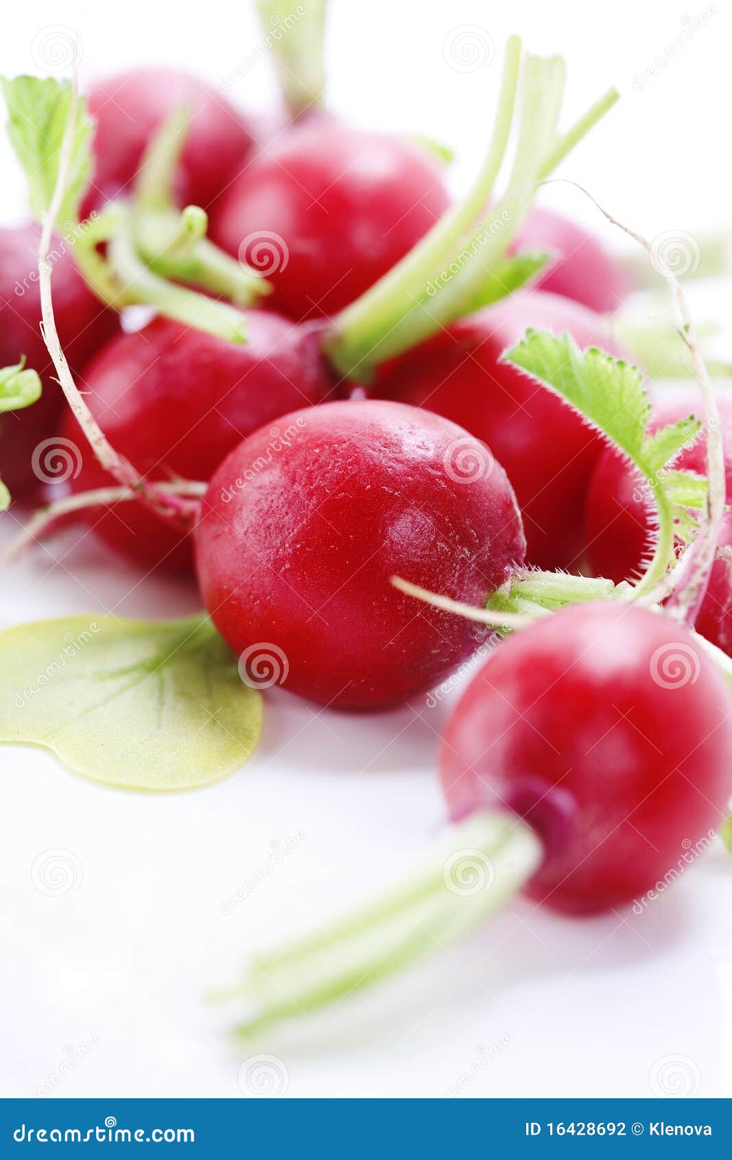 Ravanello fotografia stock. Immagine di pianta, alimento - 16428692