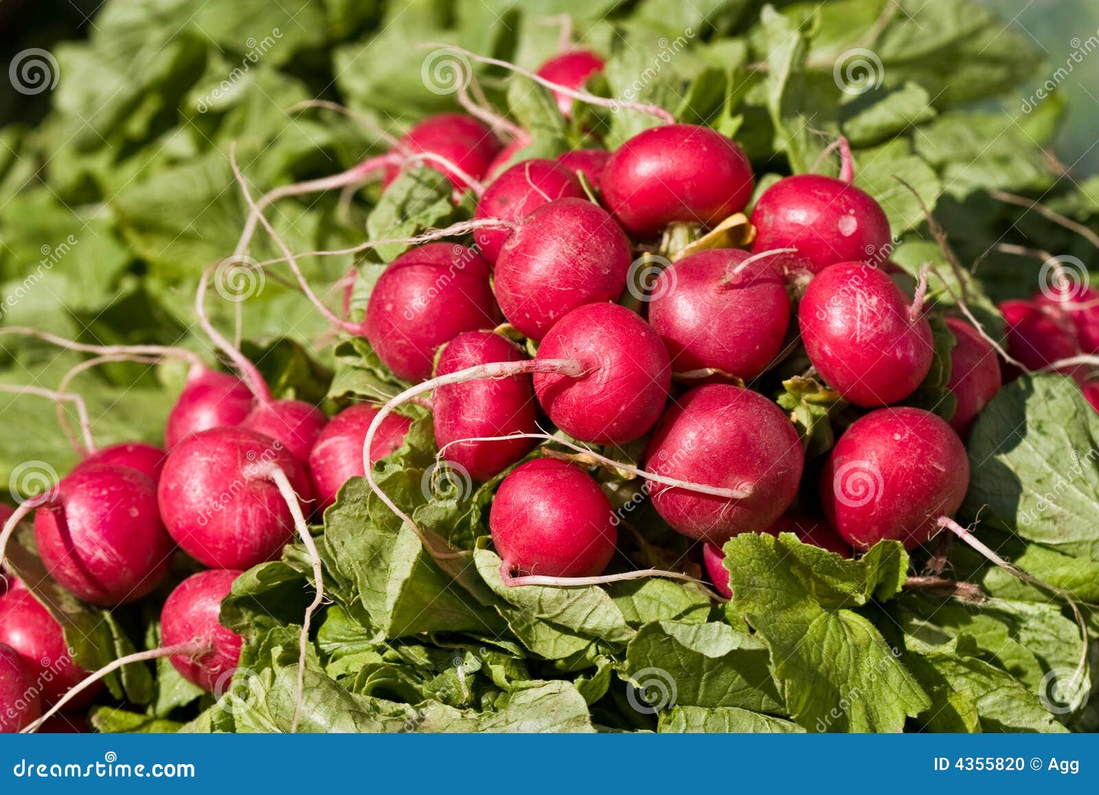 Ravanello fotografia stock. Immagine di sano, ecologia - 4355820