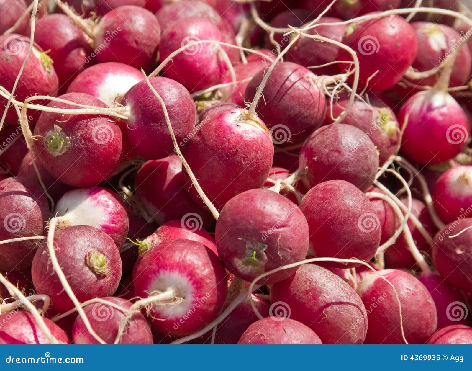 Ravanello immagine stock. Immagine di verdure, ravanello - 4369935