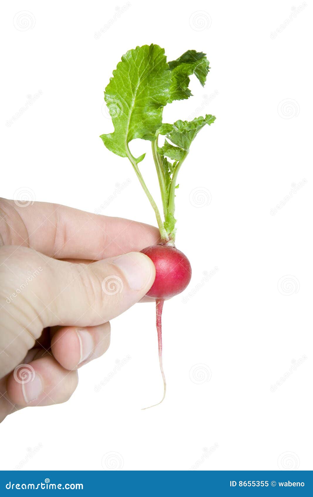 Ravanello immagine stock. Immagine di fresco, isolamento - 8655355
