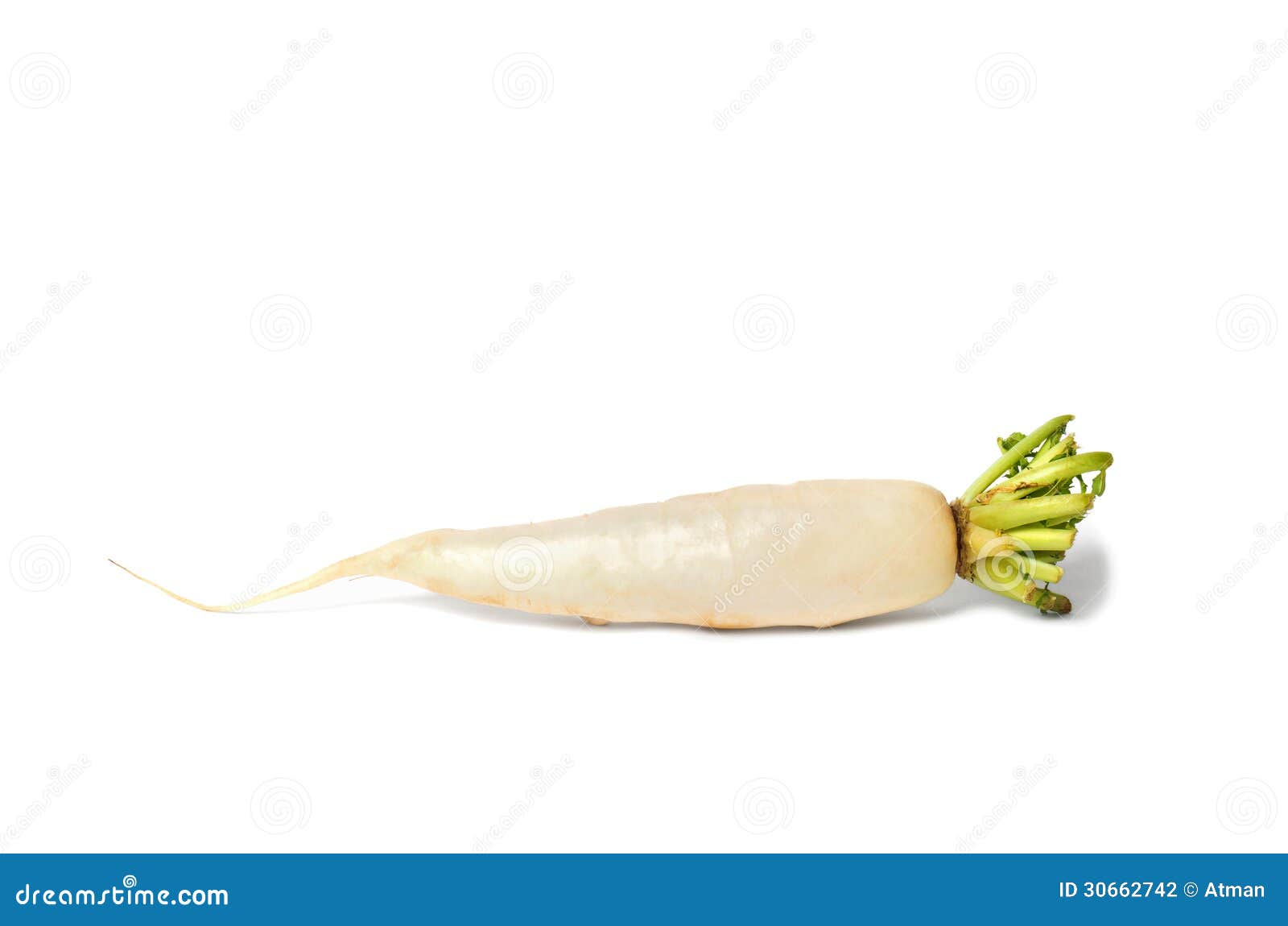 Ravanello bianco fotografia stock. Immagine di grezzo - 30662742