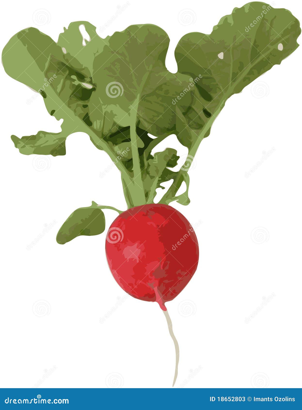 Ravanello Con Il Foglio E La Radice - Immagine Illustrazione Vettoriale ...