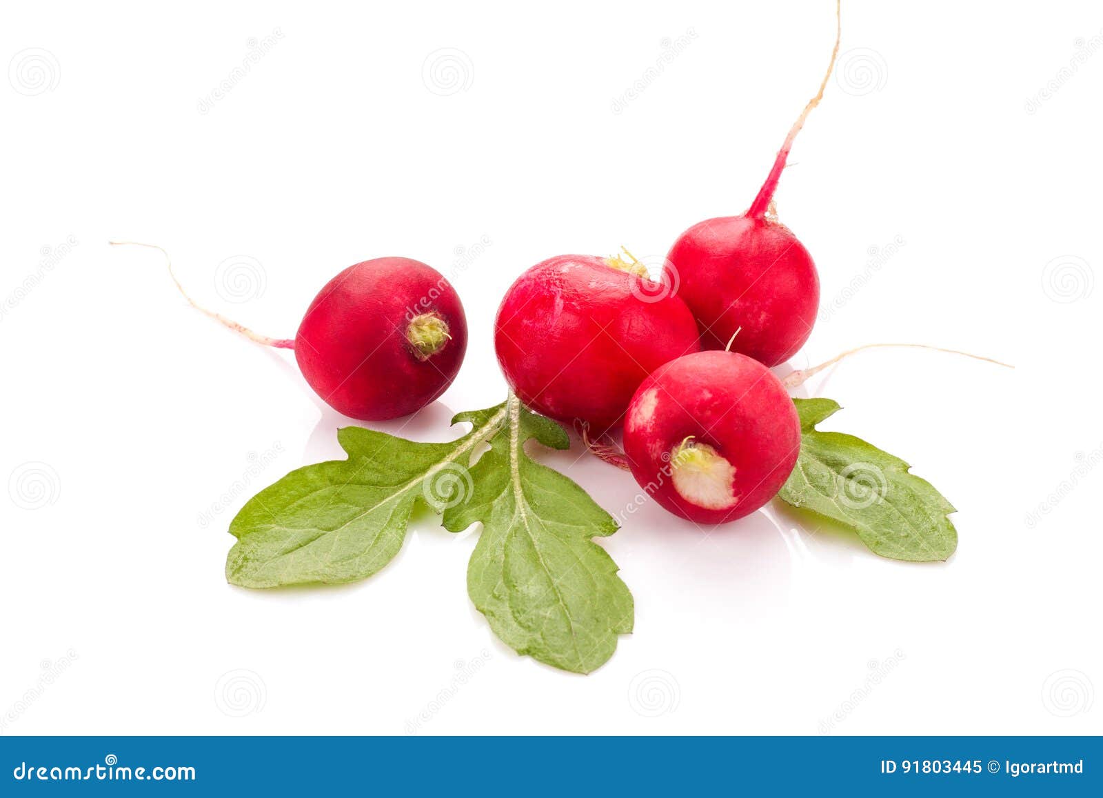 Ravanello fresco isolato immagine stock. Immagine di mazzo - 91803445