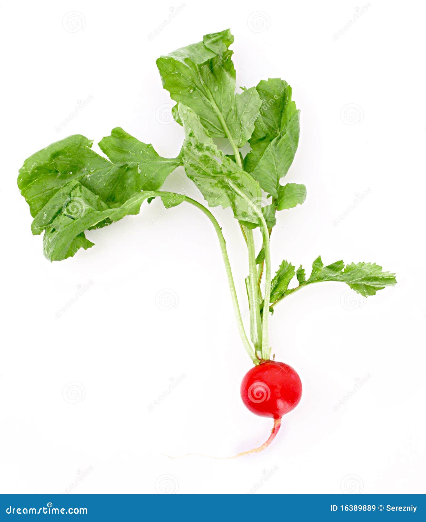 Ravanello isolato immagine stock. Immagine di vitamina - 16389889