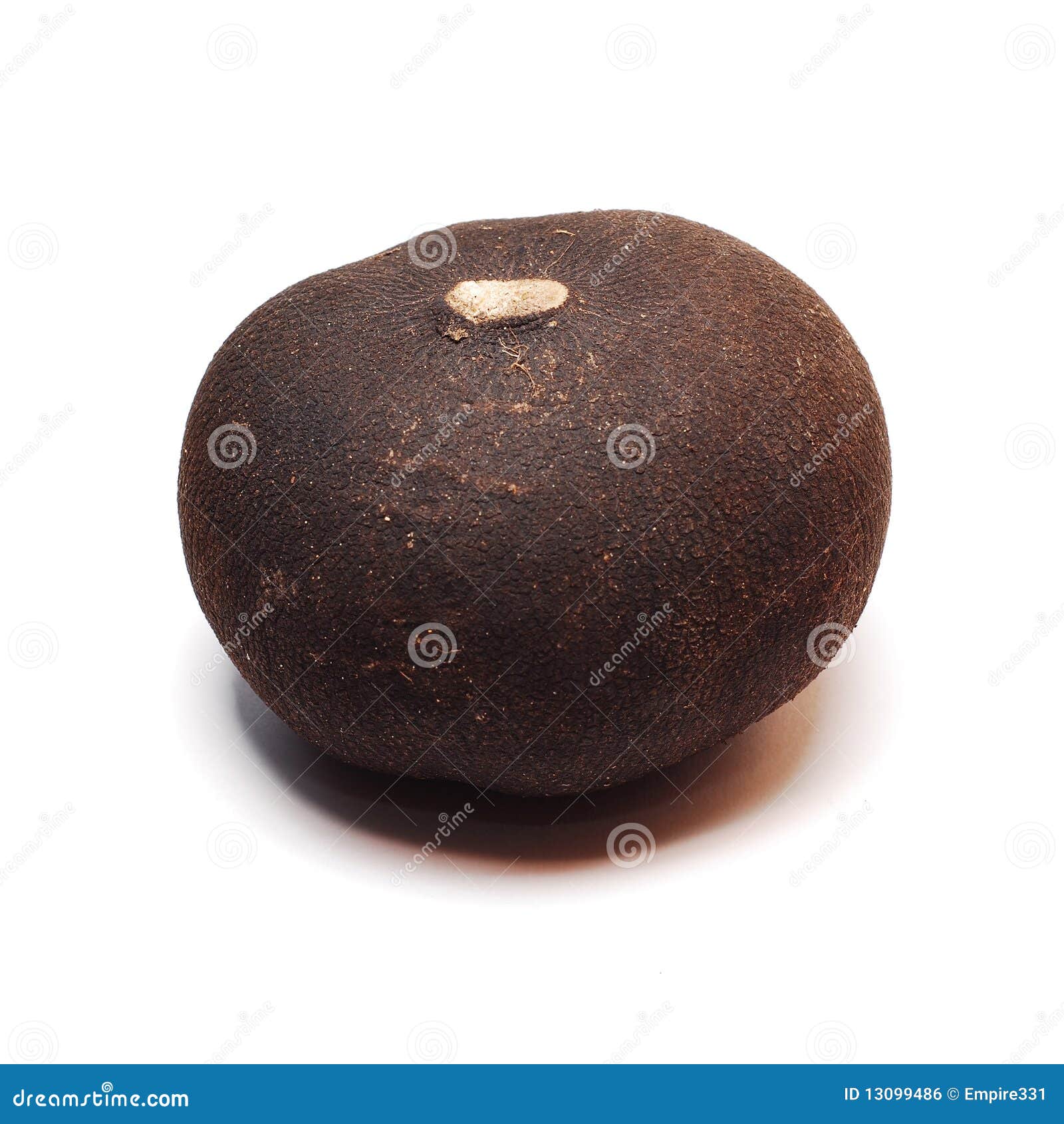 Ravanello nero fotografia stock. Immagine di fresco, sano - 13099486