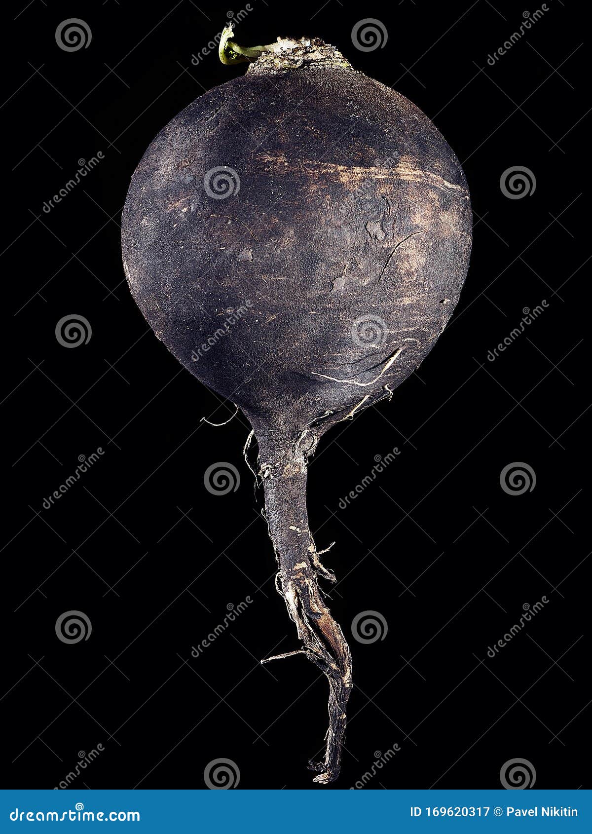 Ravanello nero immagine stock. Immagine di nero, asiatico - 169620317