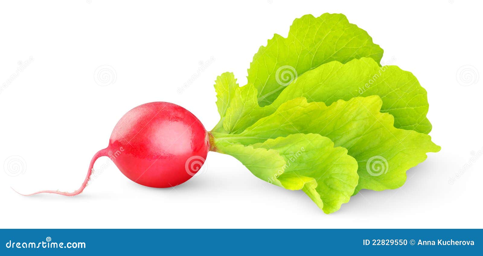 Ravanello rosso fotografia stock. Immagine di maturo - 22829550