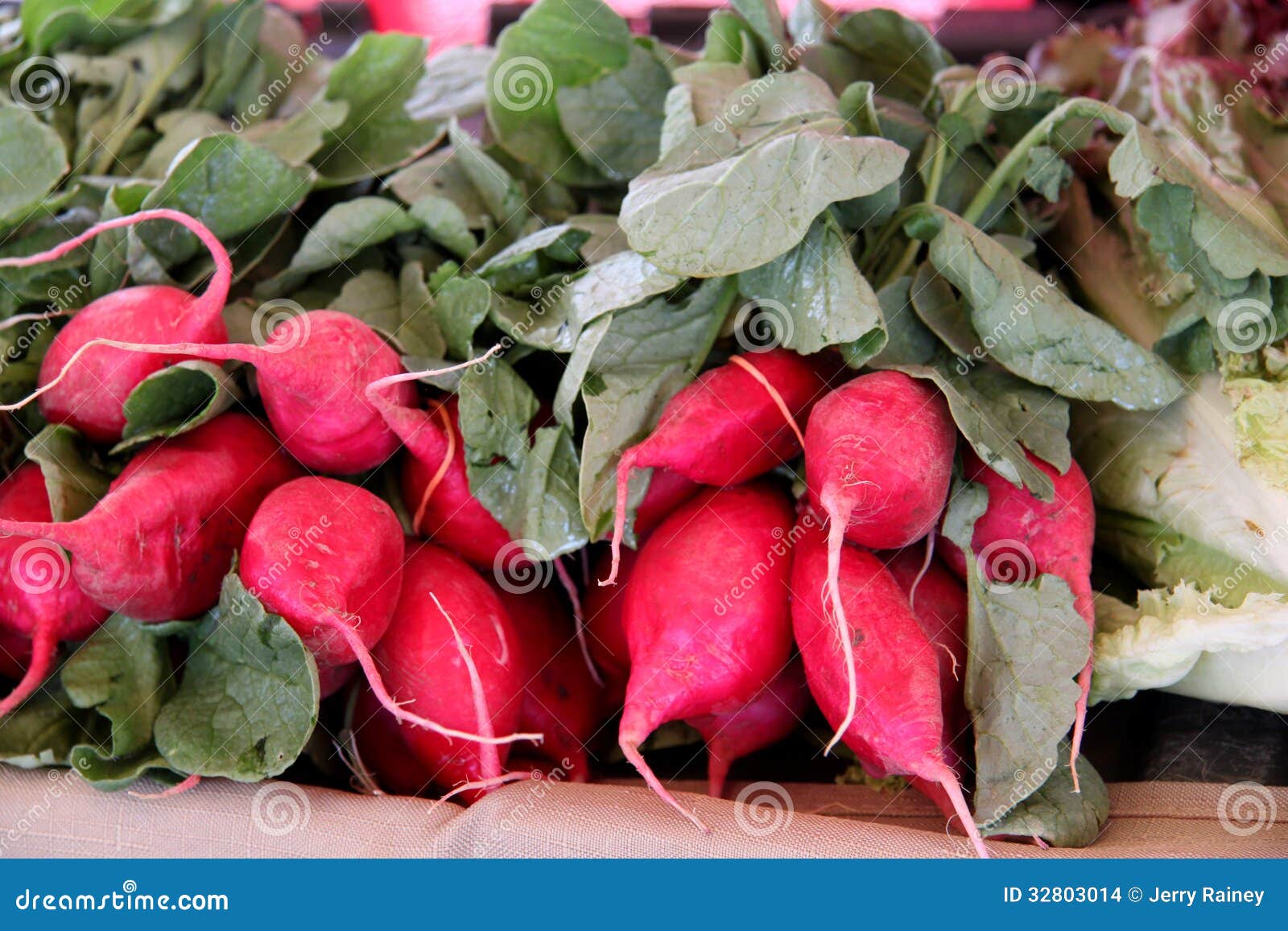 Ravanello rosso fotografia stock. Immagine di raccolta - 32803014