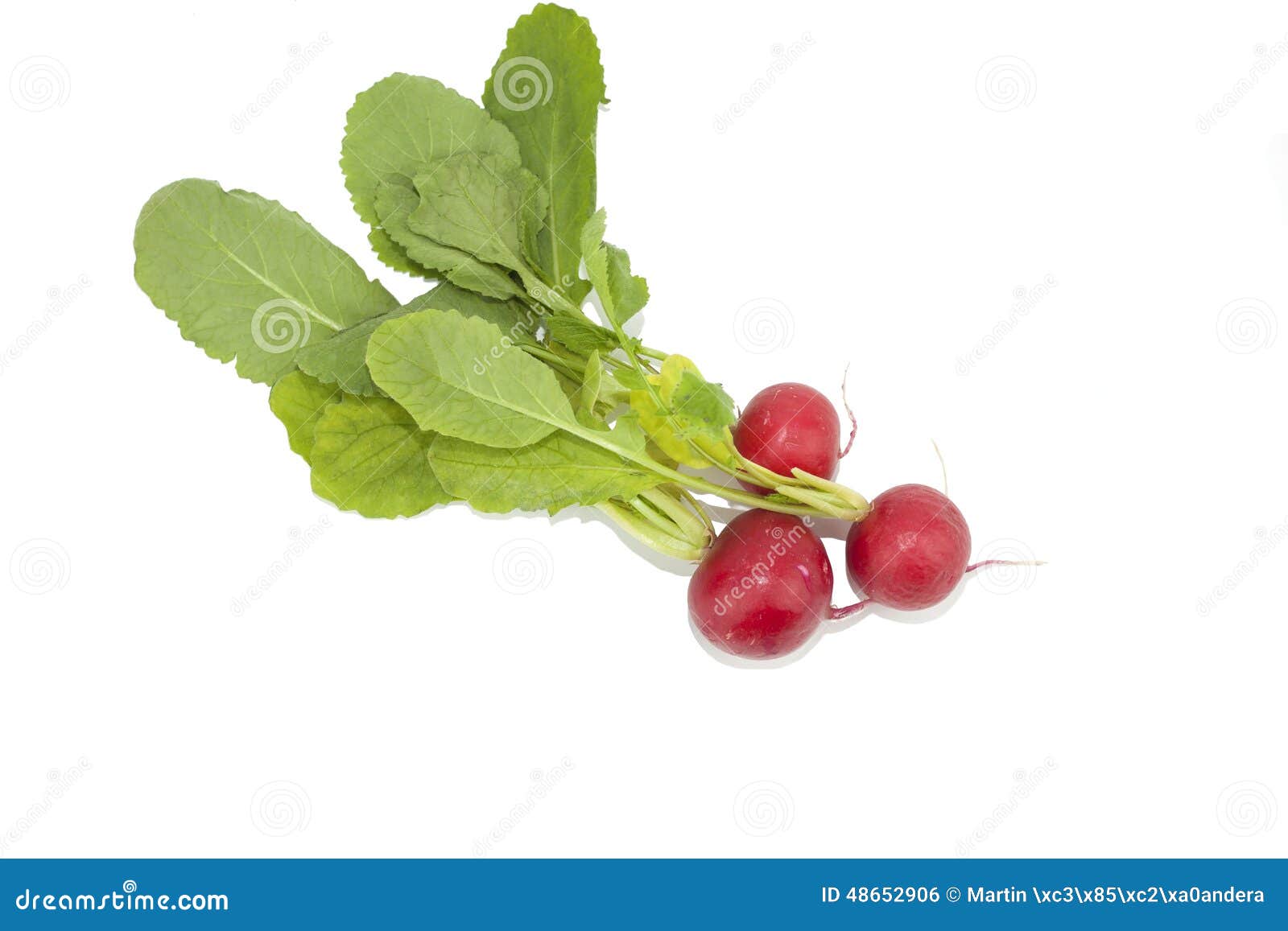 Ravanello rosso fresco fotografia stock. Immagine di nave - 48652906