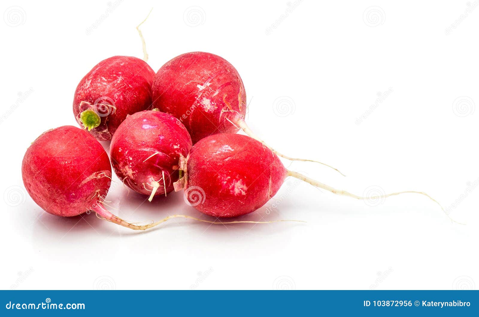 Ravanello rosso isolato fotografia stock. Immagine di lotto - 103872956