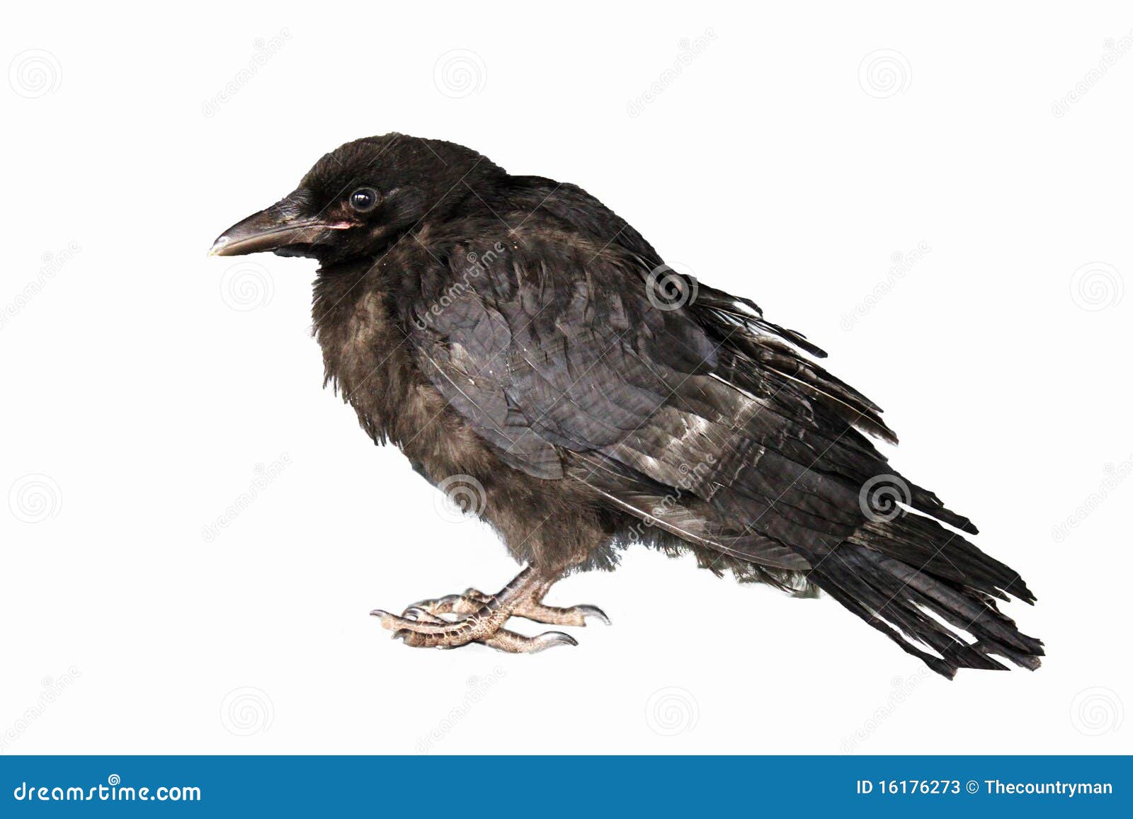 Rave stock image. Image of corby, crow, death, rook, raven - 16176273