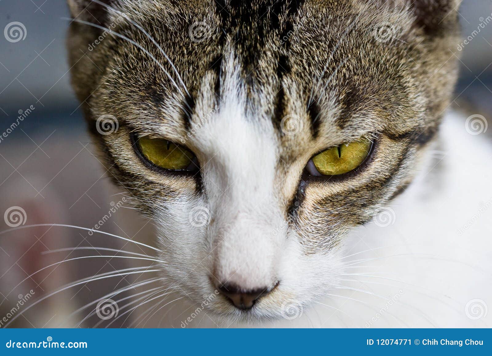 Rave cat stock image. Image of taiwan, evil, wildcat - 12074771