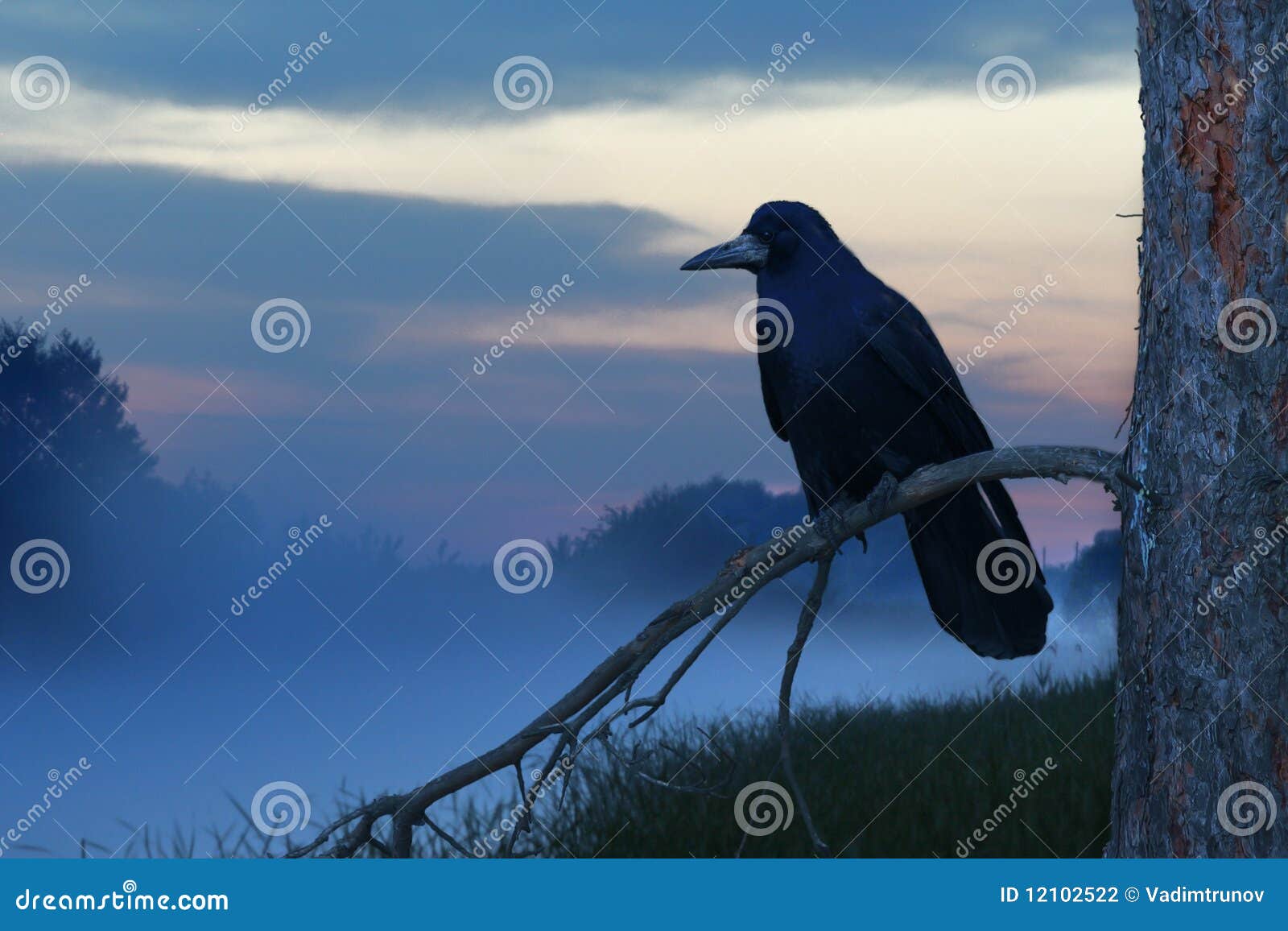 Raven stock photo. Image of tree, landscape, magic, branch - 12102522