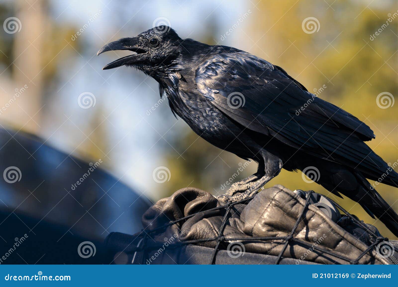 Raven stock image. Image of looking, black, nature, ornithology - 21012169