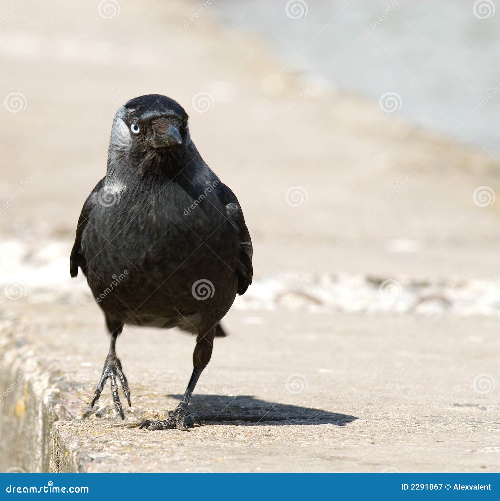 Raven stock image. Image of shiny, animal, perspective - 2291067