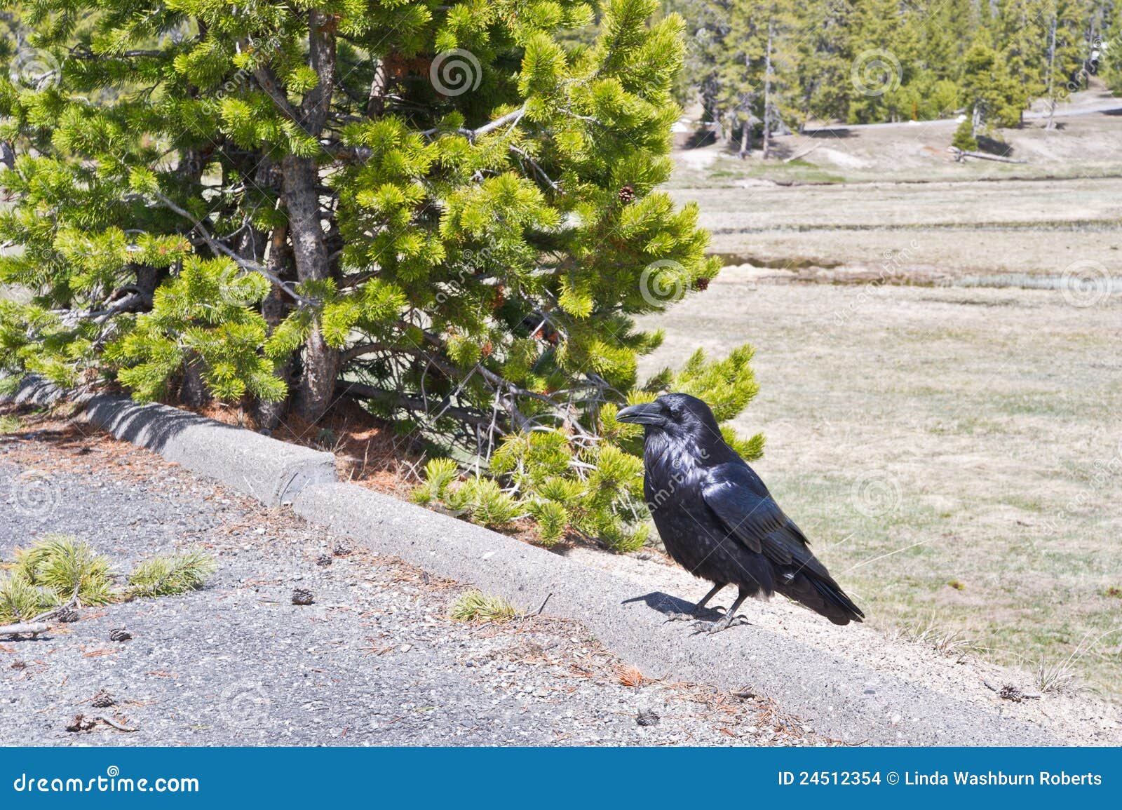 Raven stock photo. Image of scavenger, avian, wildlife - 24512354