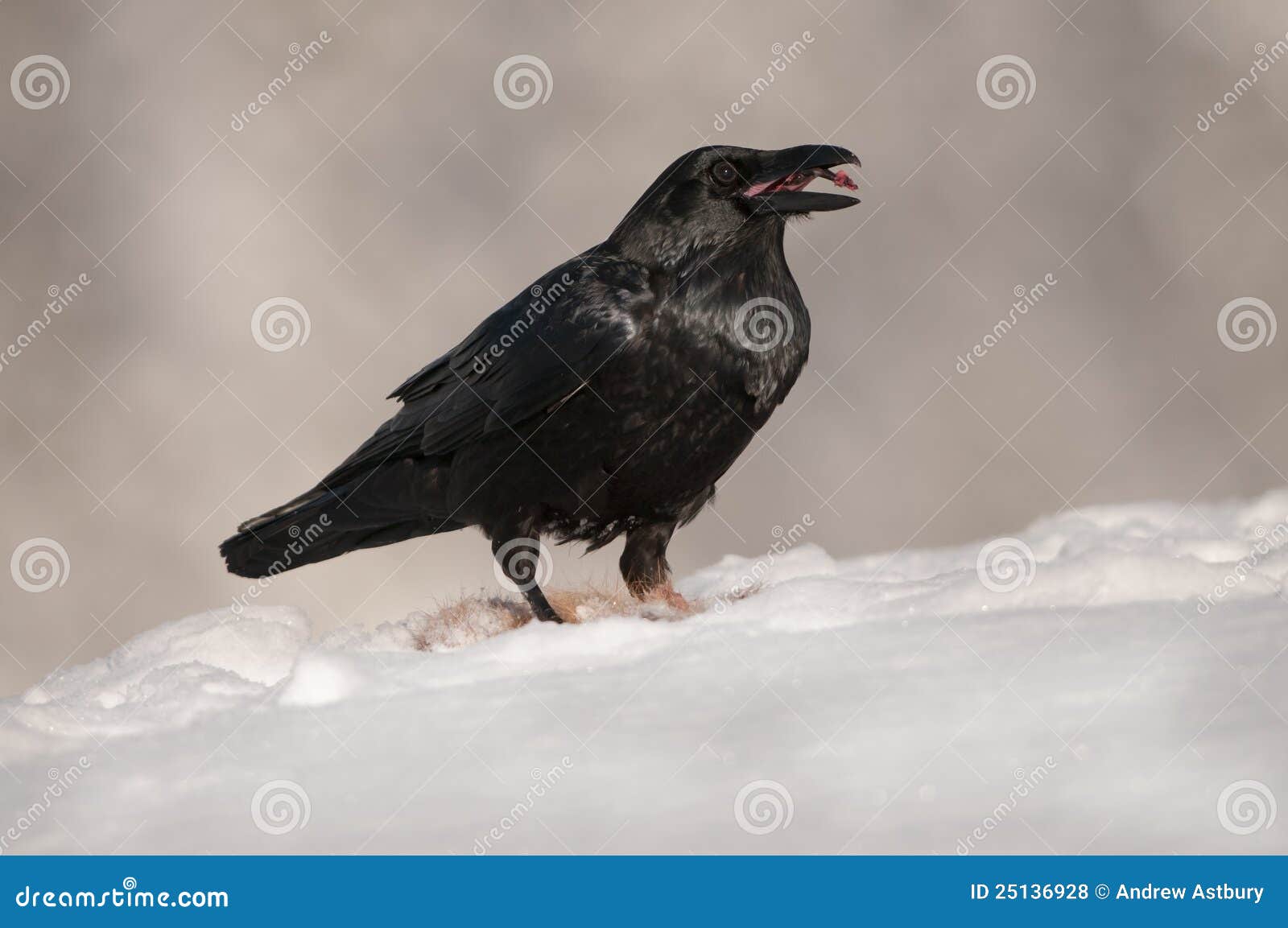 Raven stock photo. Image of bright, winter, bird, corvid - 25136928