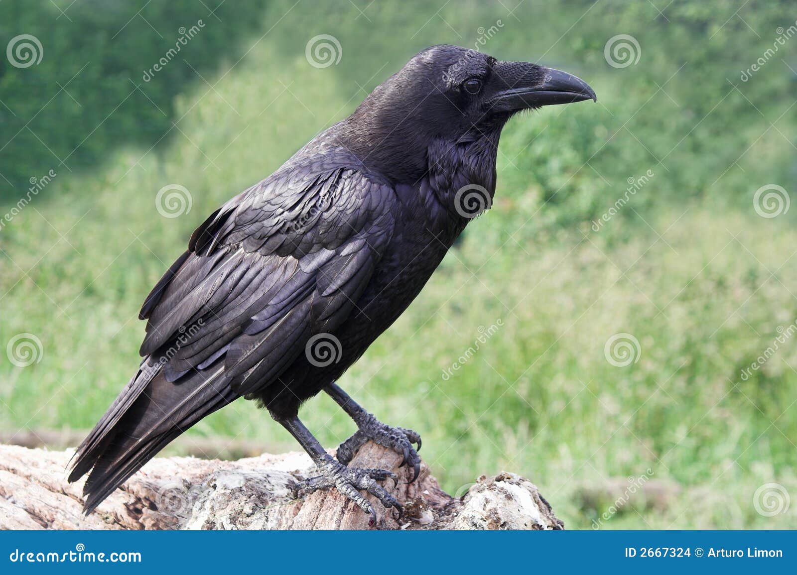 Raven stock photo. Image of feathers, corvus, park, animal - 2667324
