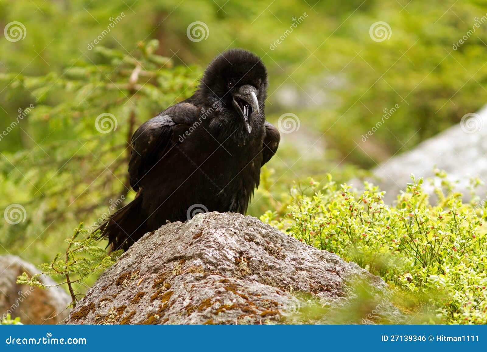 Raven stock photo. Image of dark, sitting, wildlife, feather - 27139346