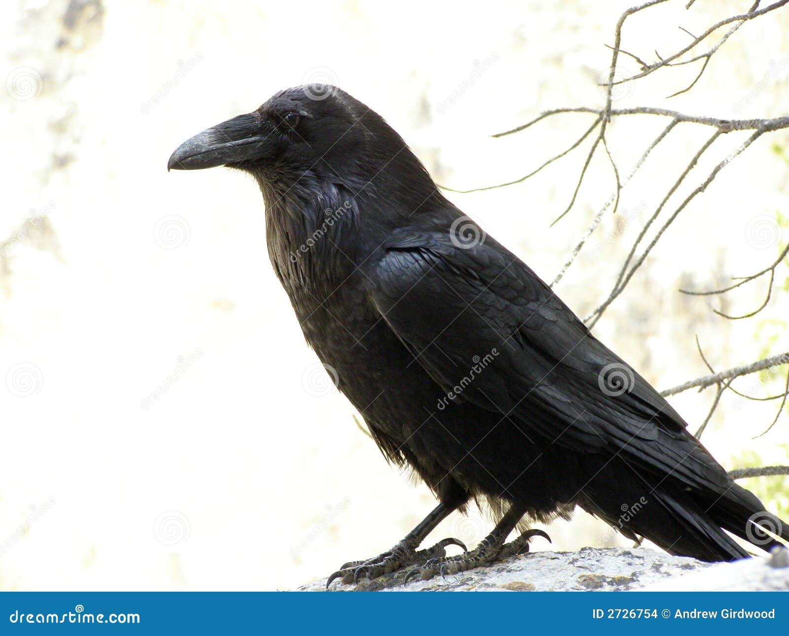 Raven stock photo. Image of american, close, north, raven - 2726754