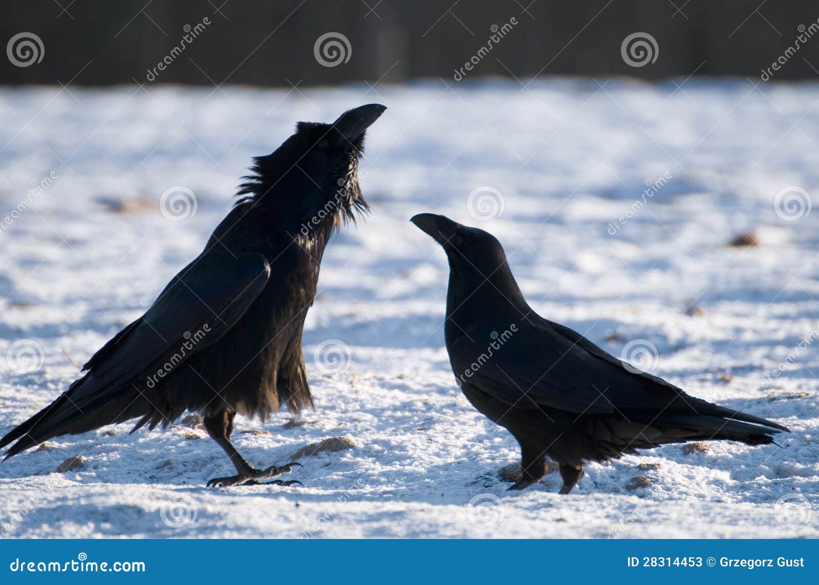 Raven stock image. Image of corax, hunt, crow, corvus - 28314453