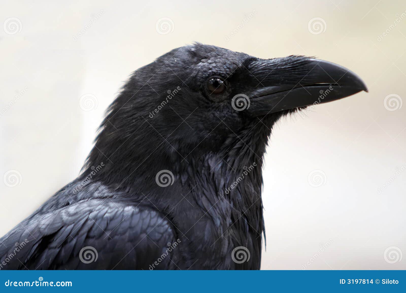 Raven stock photo. Image of animal, raven, corbie, head - 3197814