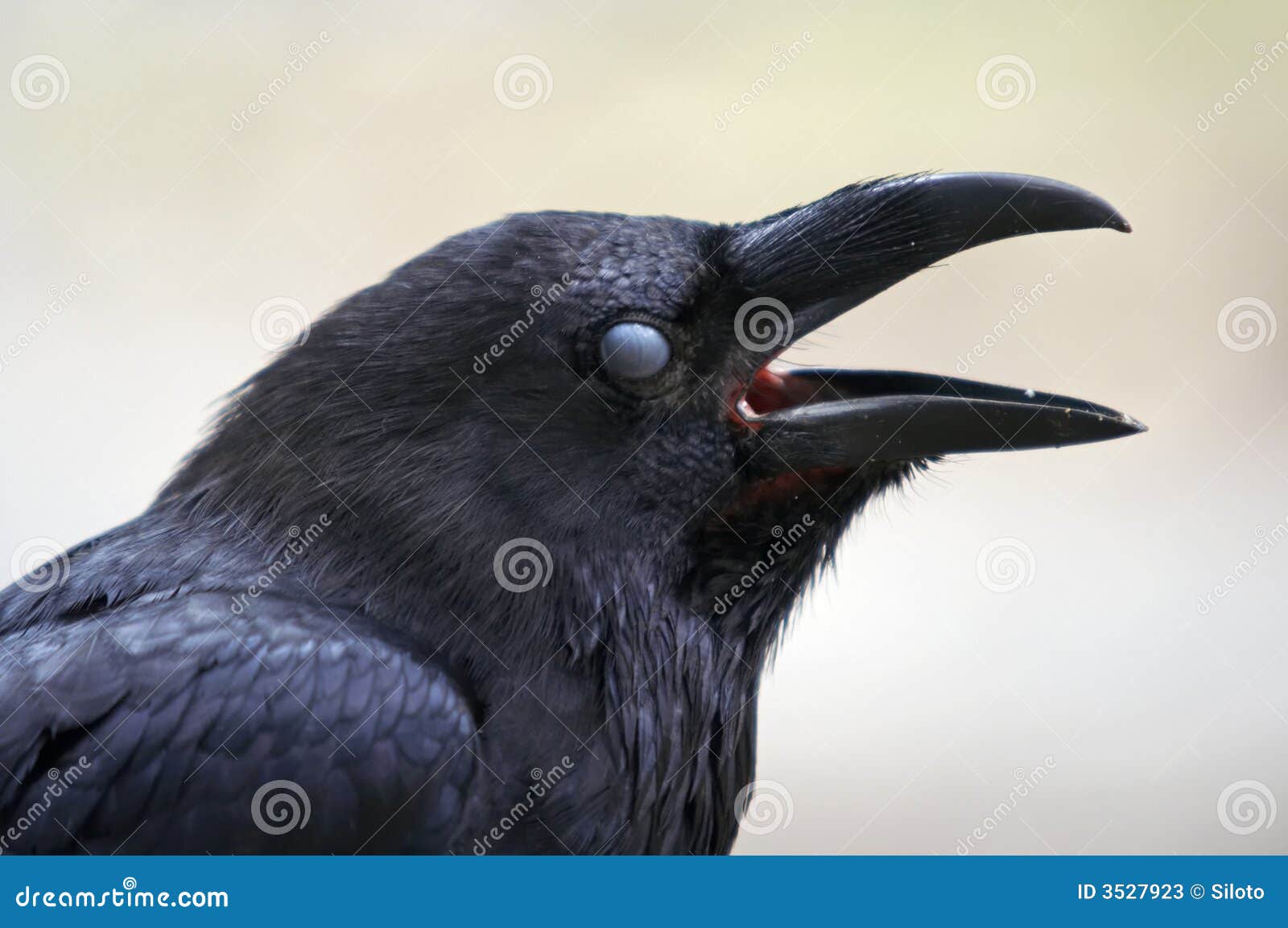 Raven Stock Photos - Image: 3527923