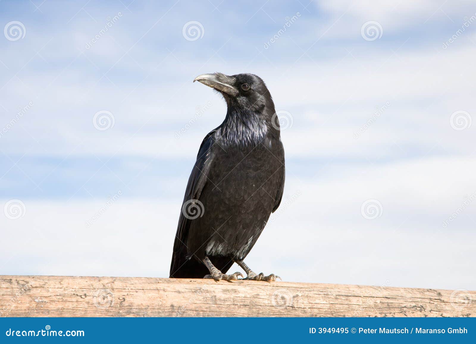 Raven stock image. Image of raven, standing, timber, shaped - 3949495