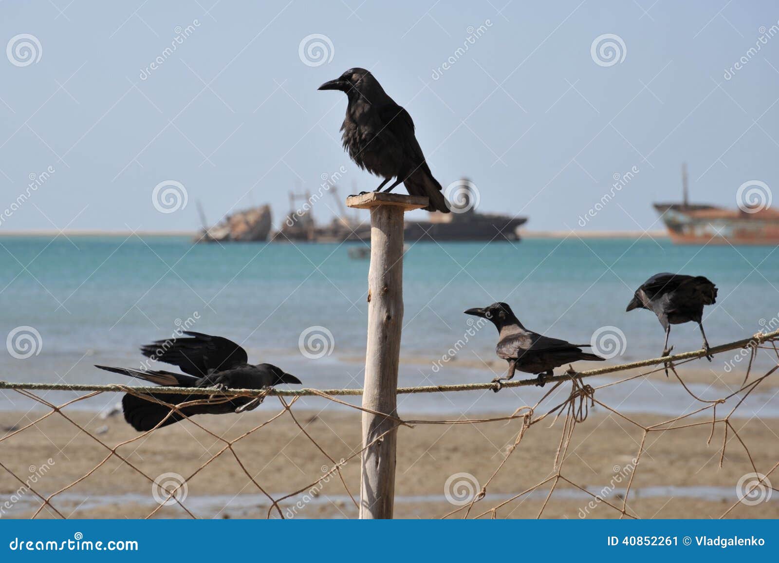 Raven imagen de archivo. Imagen de cielo, azul, mirlo - 40852261