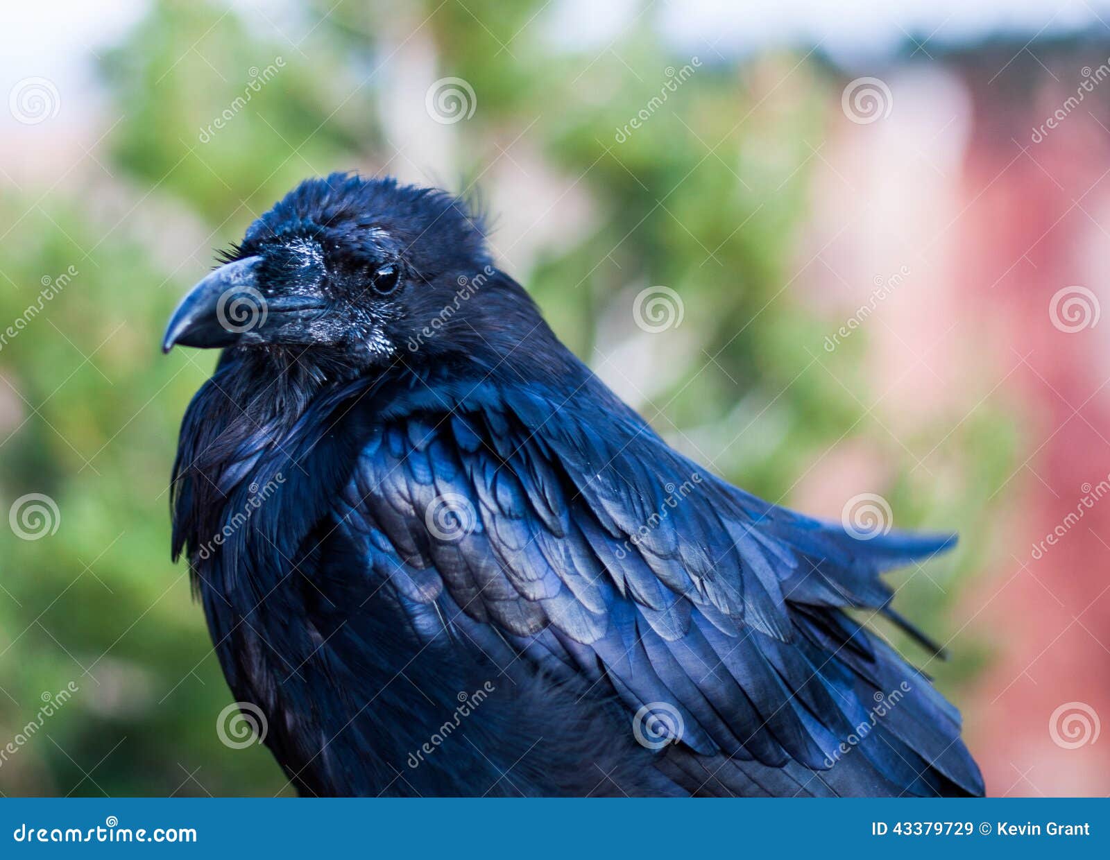 226 Raven Poses Stock Photos - Free & Royalty-Free Stock Photos from ...