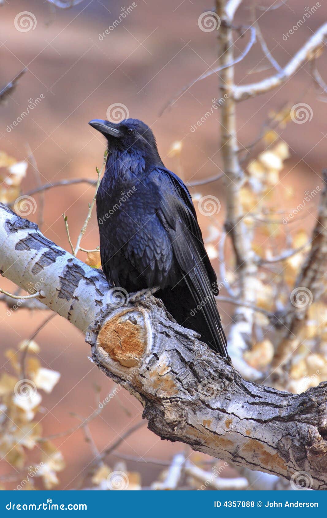 Raven stock photo. Image of bird, utah, animal, raven - 4357088