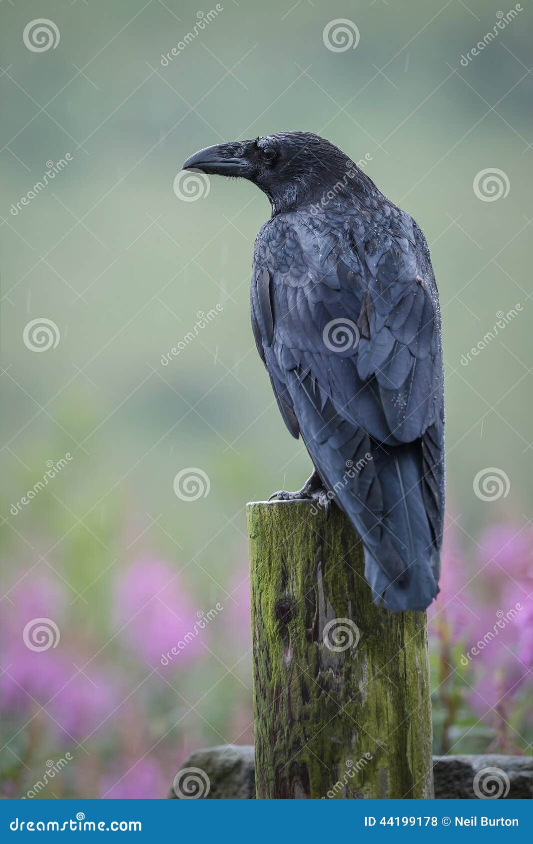 Raven foto de archivo. Imagen de halloween, plumas, oscuro - 44199178