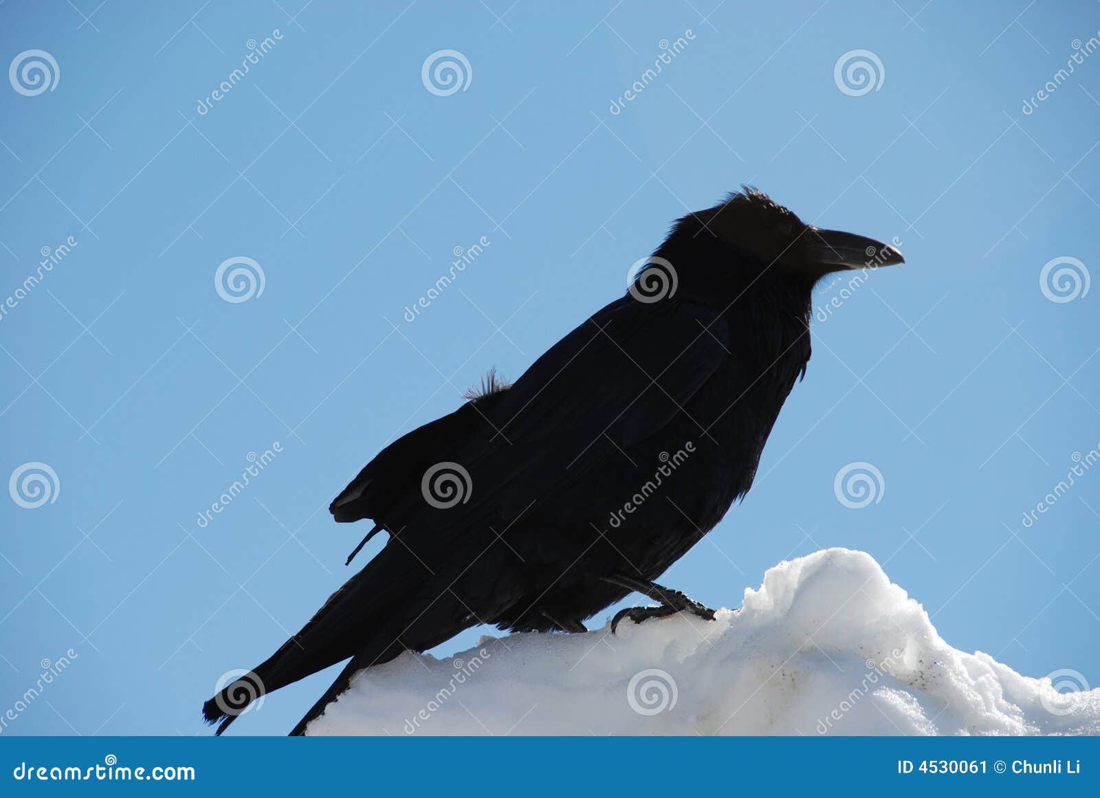 Raven stock image. Image of blue, raven, building, national - 4530061