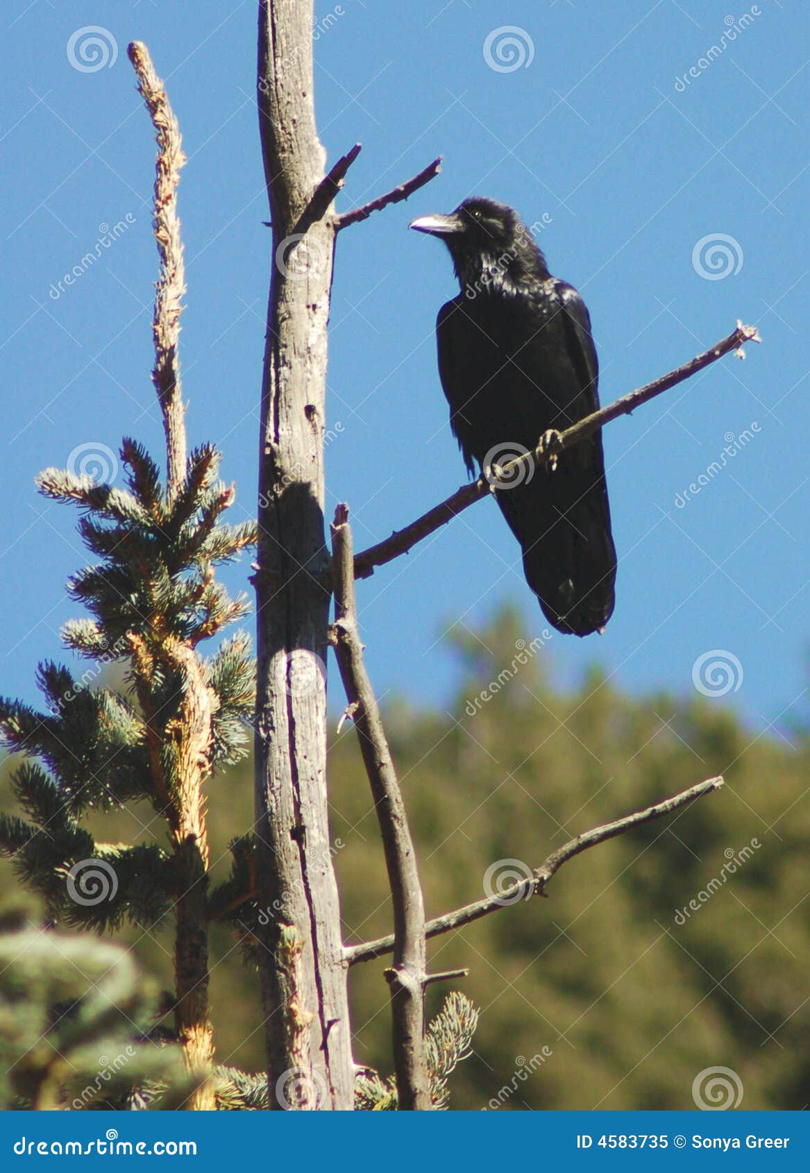 Raven stock image. Image of crow, wildlife, tree, branch - 4583735