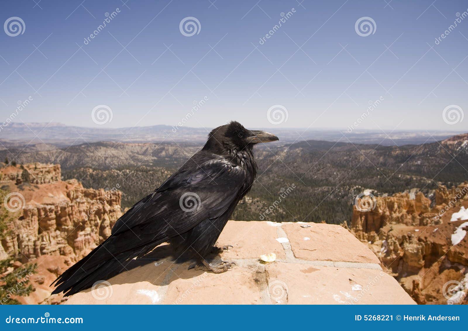 Raven stock image. Image of bird, geology, america, landmark - 5268221