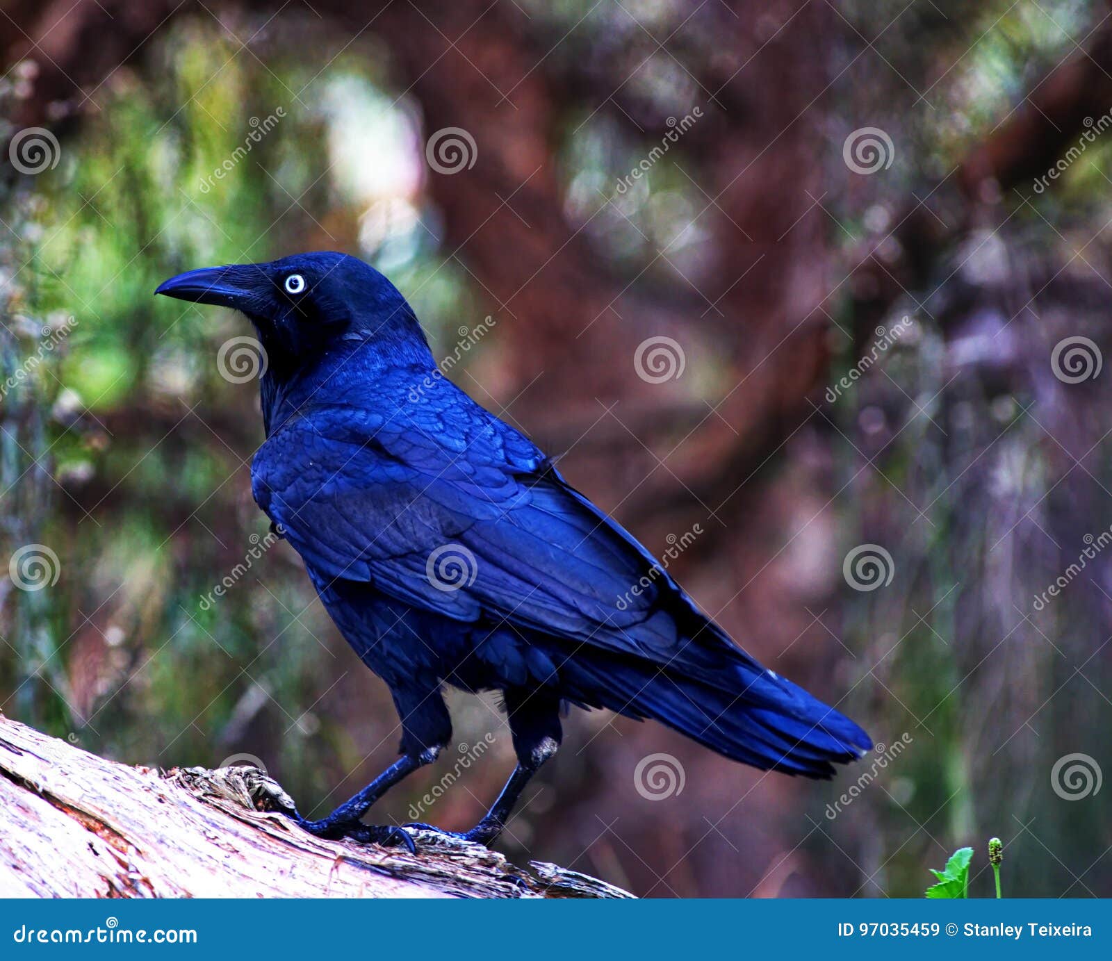 Raven stock image. Image of australian, bird, wild, raven - 97035459
