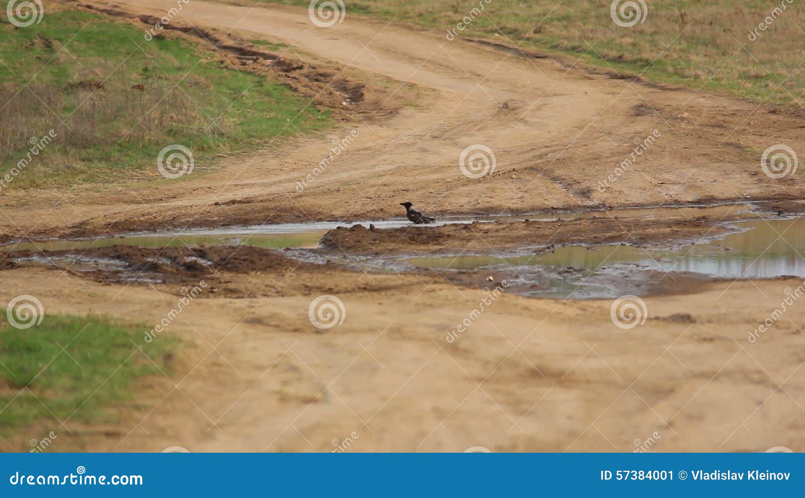 Raven bathes in a pool stock video. Video of scene, park - 57384001