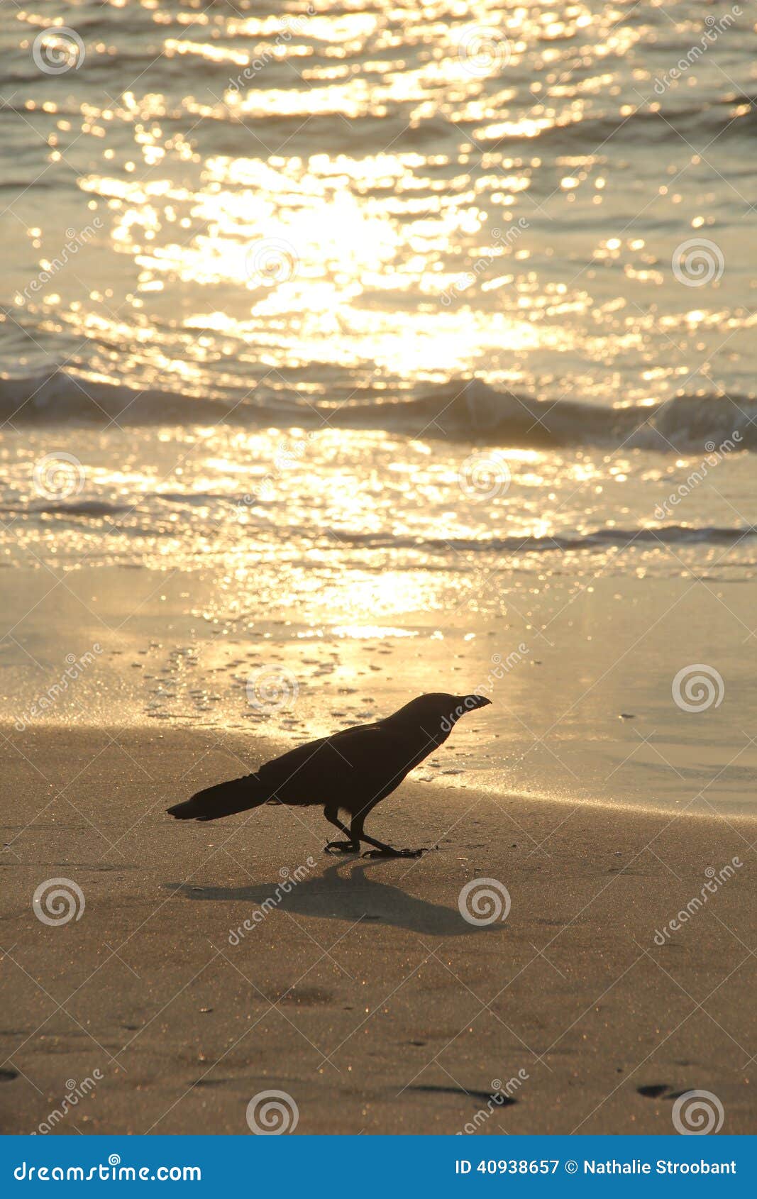 Raven on the Beach by Sunset Stock Image - Image of sunset, sand: 40938657