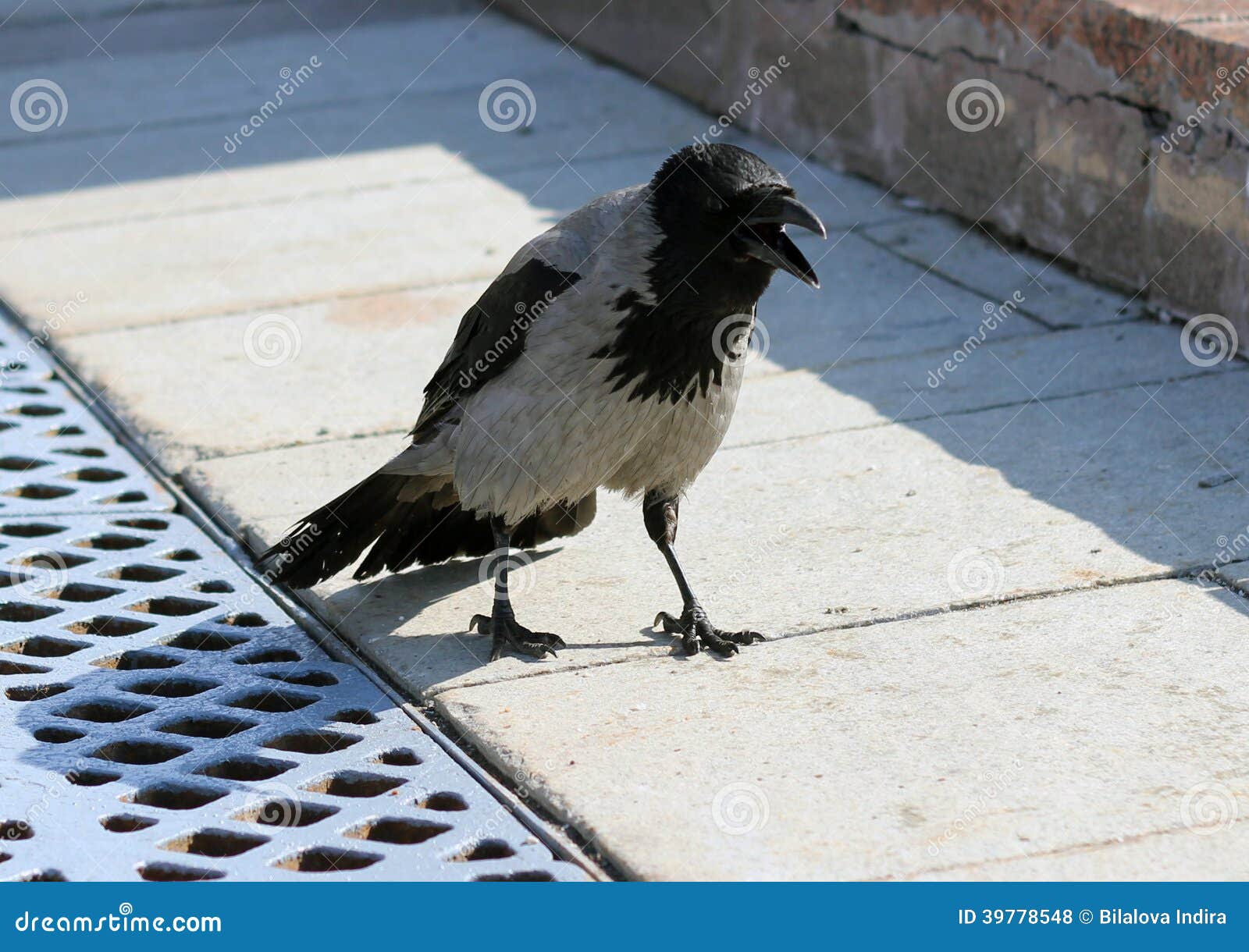 Raven stock photo. Image of nature, dark, bird, corvus - 39778548