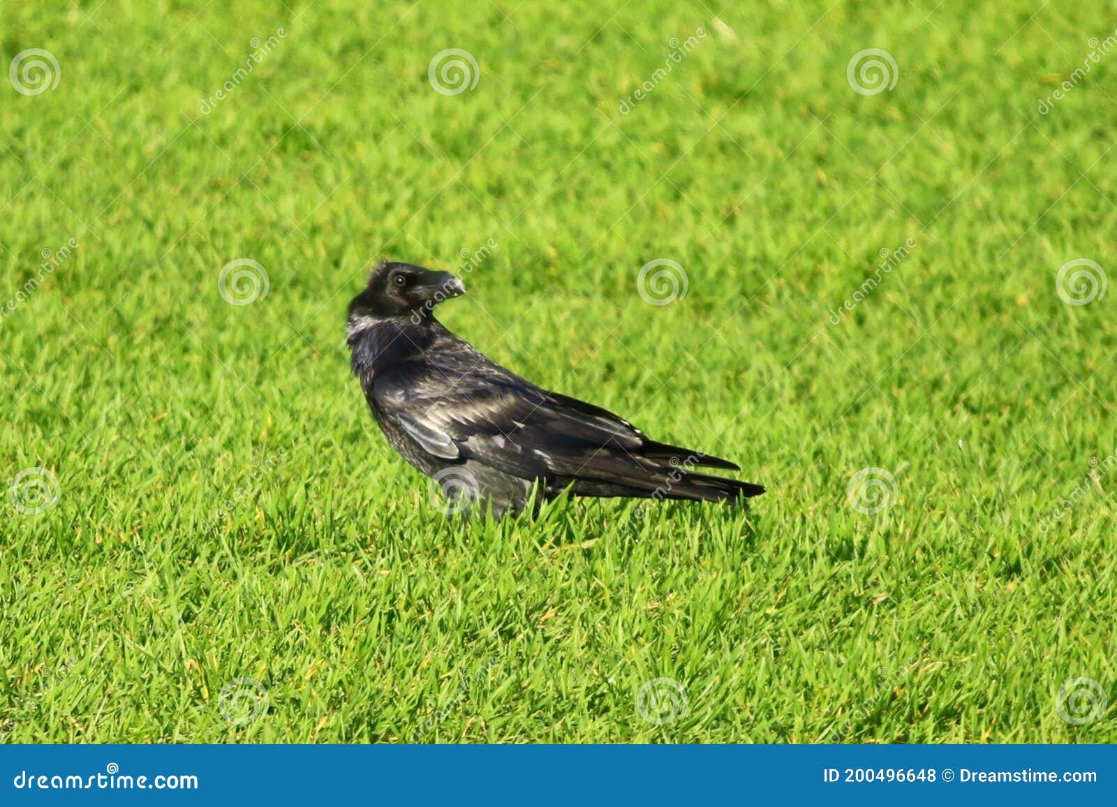 Raven Bird Corvus Corax A Species Of Large Resident Bird From The