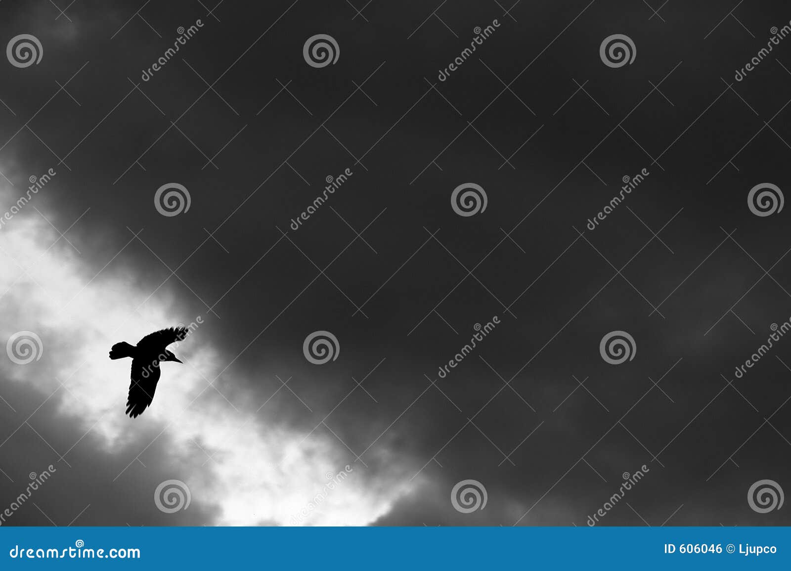 Raven Bird Flying in the Night Stock Photo - Image of freedom, flight ...