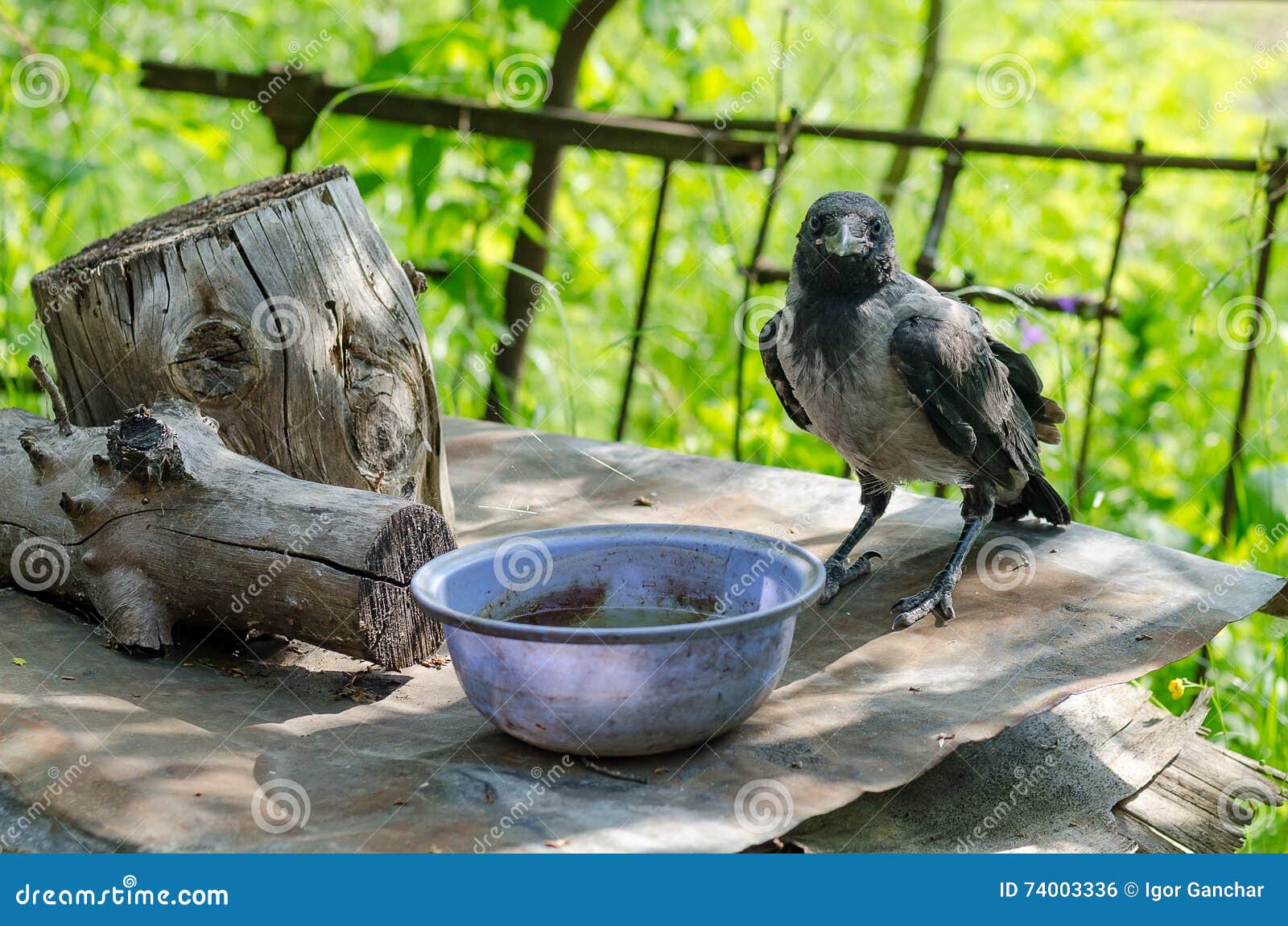Raven bird Russia stock photo. Image of crow, tree, claw - 74003336