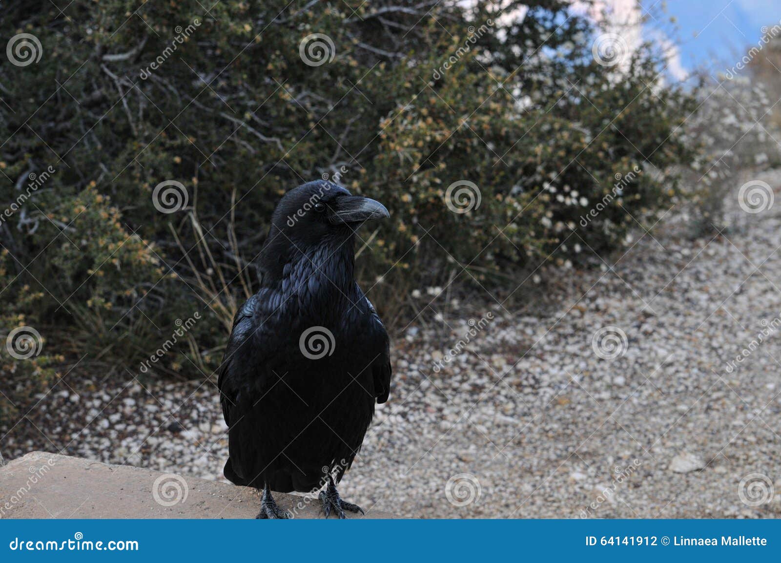 Raven stock photo. Image of musicians, sitting, parades - 64141912