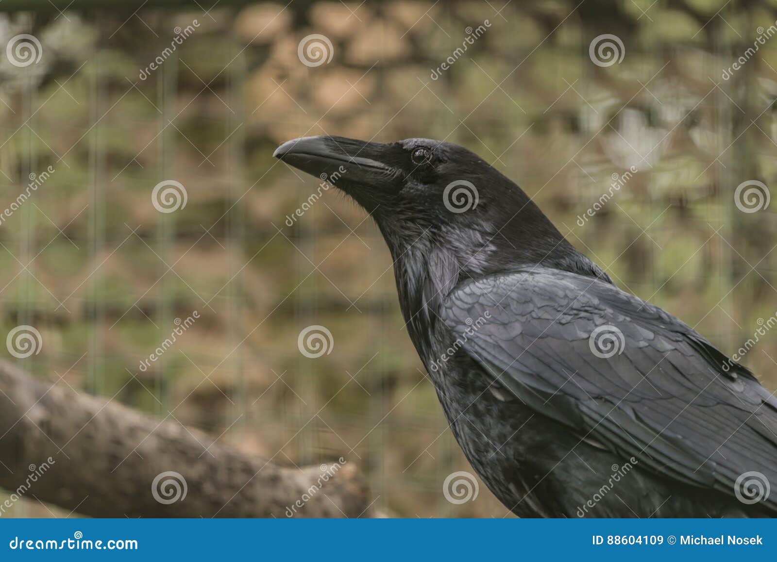 Raven Black Bird in Spring Nice Day Stock Image - Image of birdwatching ...